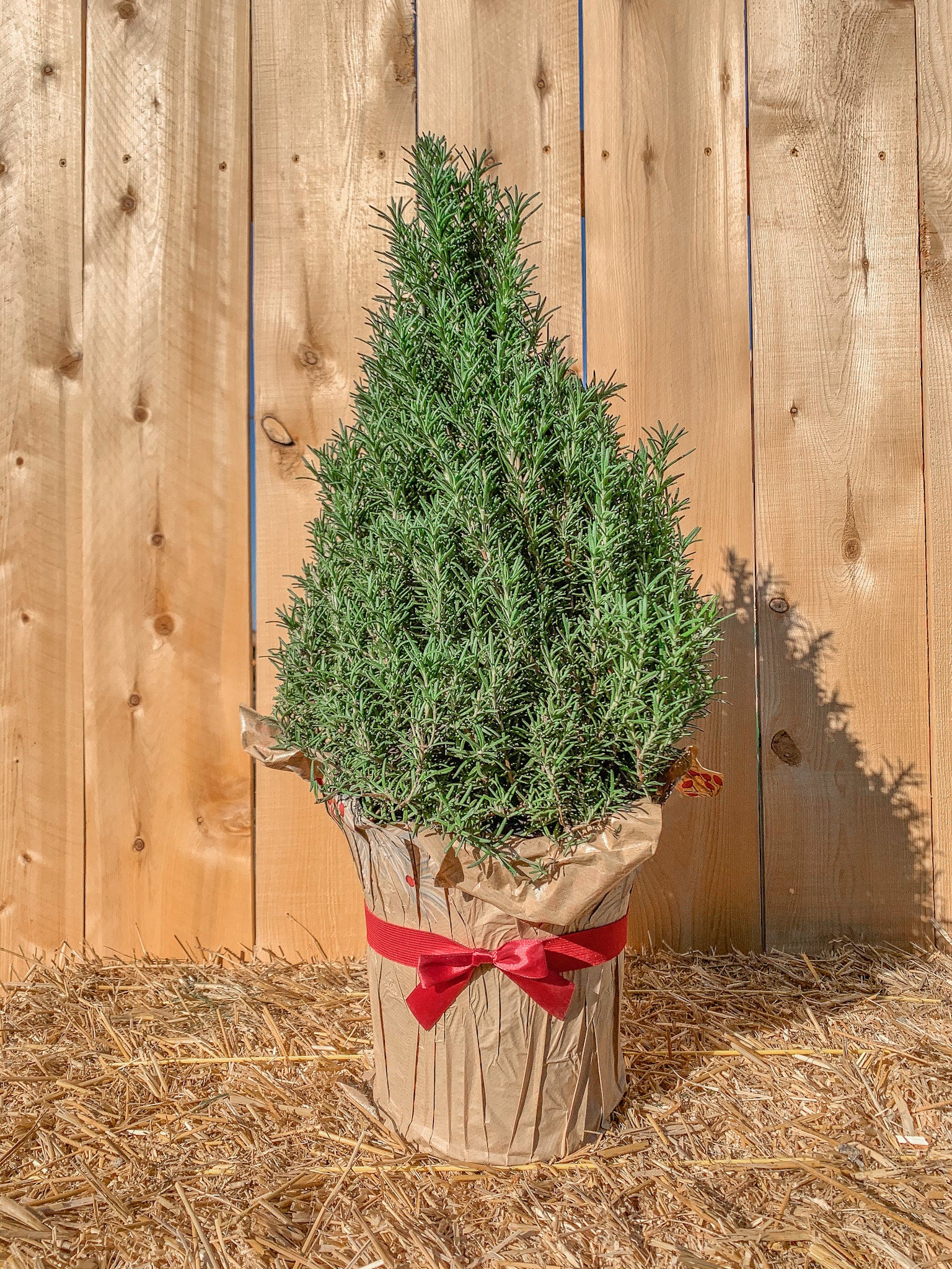 potted rosemary tree | Family Christmas Tree Farm