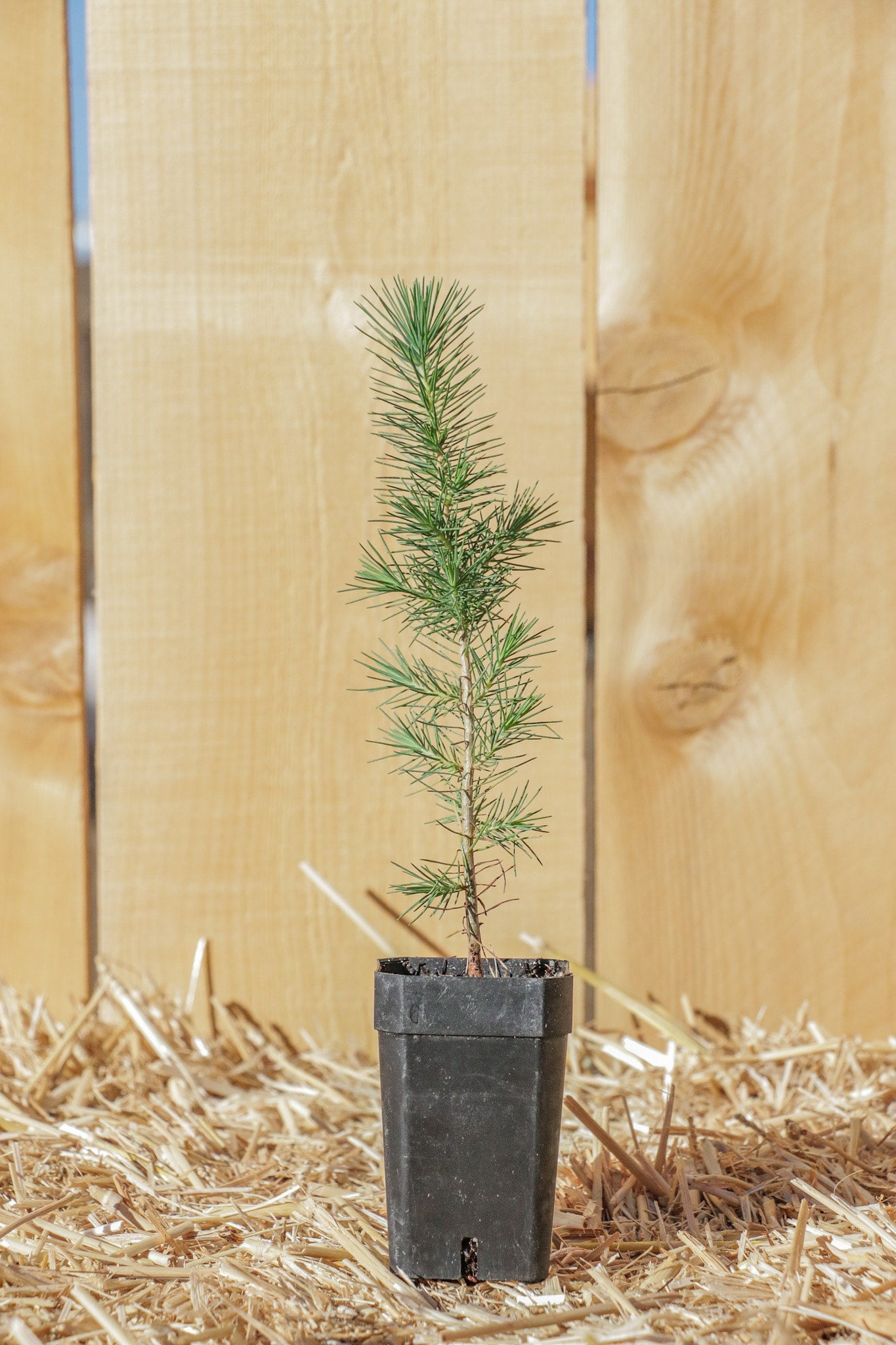 pine tree sapling